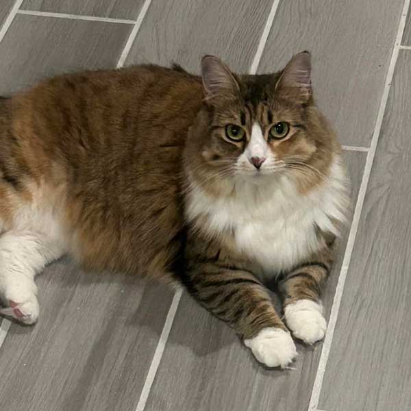 Report Stray Animals - Nassau Humane Society